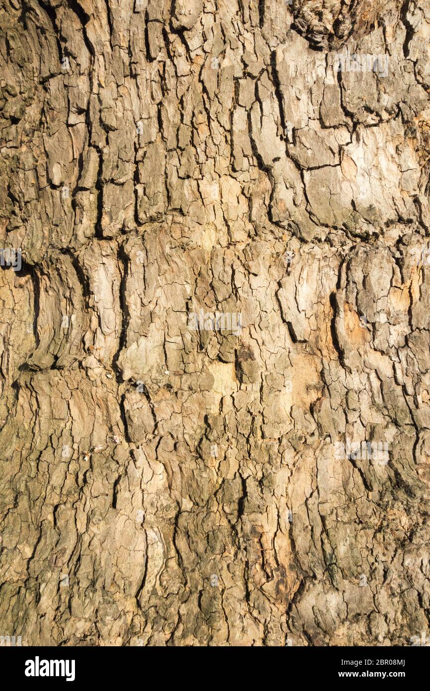 Sycamore Wood Texture High Resolution Stock Photography and Images - Alamy