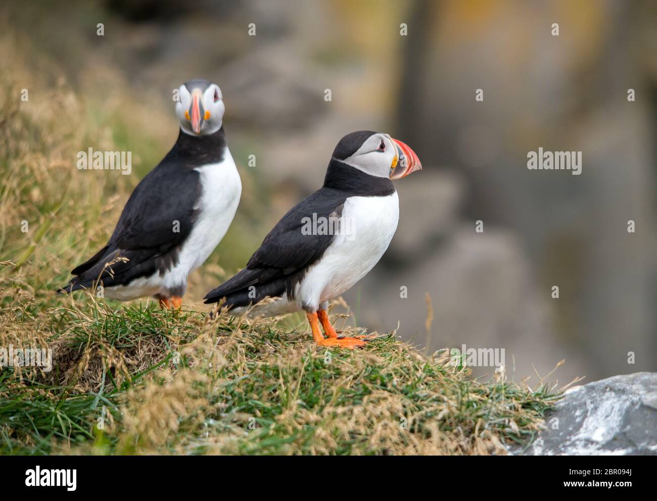 The Atlantic puffin, also known as the common puffin Stock Photo - Alamy