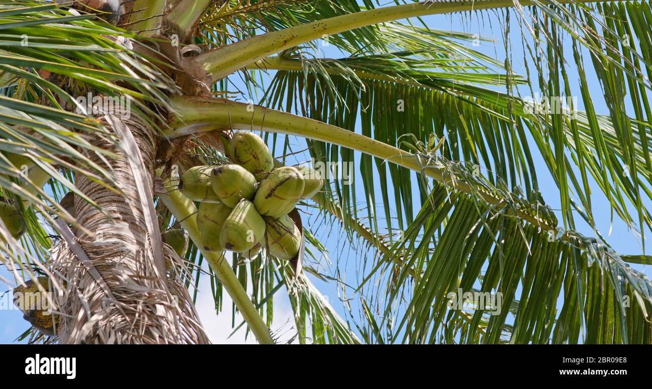 Coconut tree and sunshine Stock Photo - Alamy
