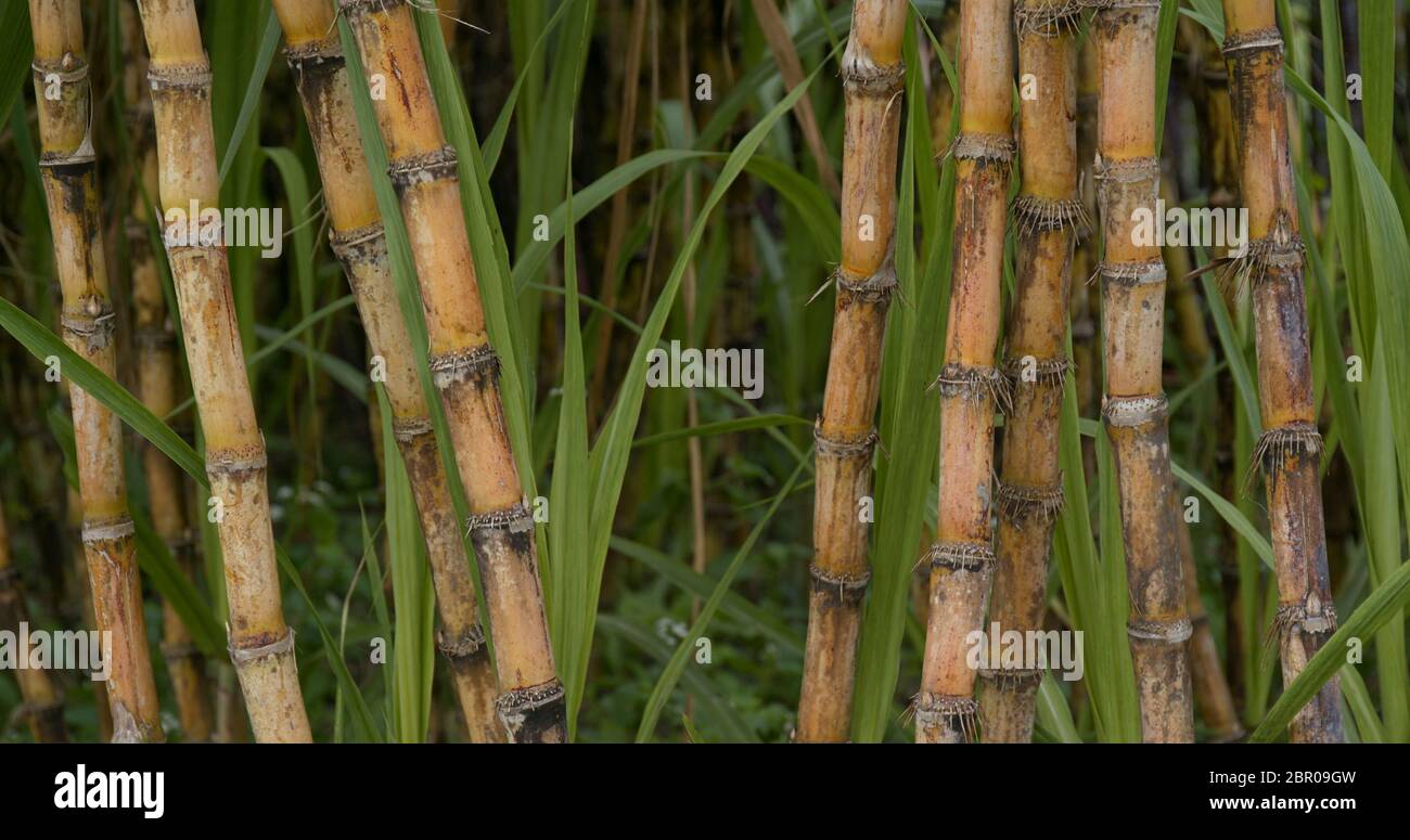 Sugar cane field Stock Photo - Alamy