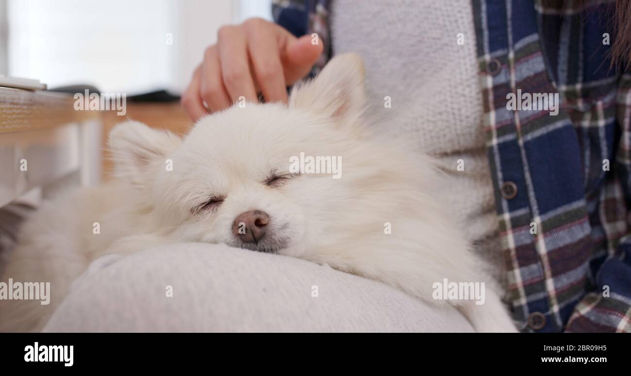 Pomeranian dog sleep on woman legs Stock Photo - Alamy
