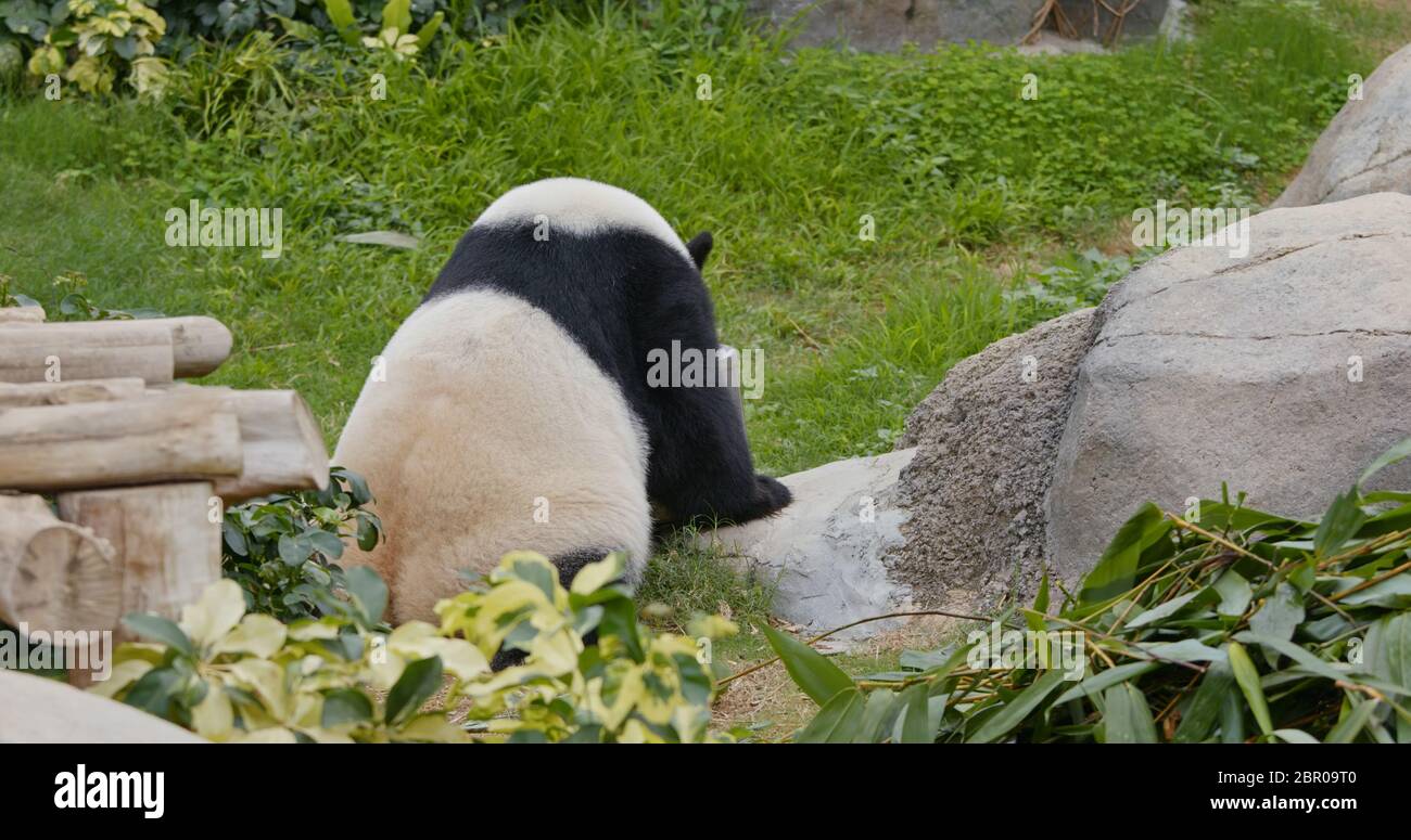 Panda drink of water Stock Photo - Alamy