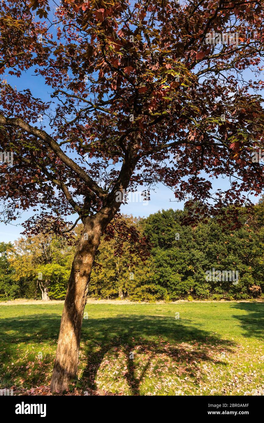 Long tree shadows in autumn Stock Photo - Alamy