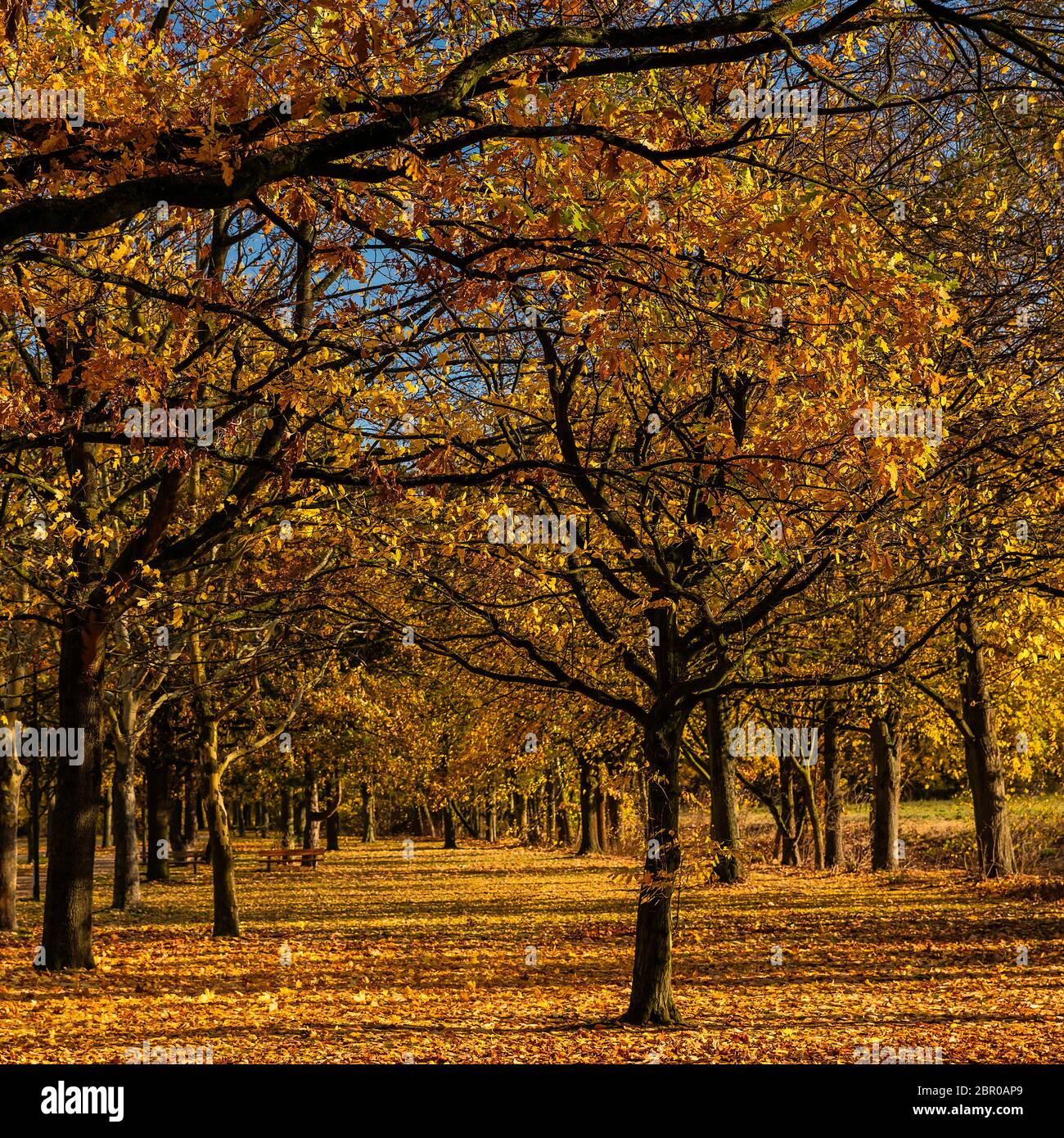 Golden shining treetops hi-res stock photography and images - Alamy
