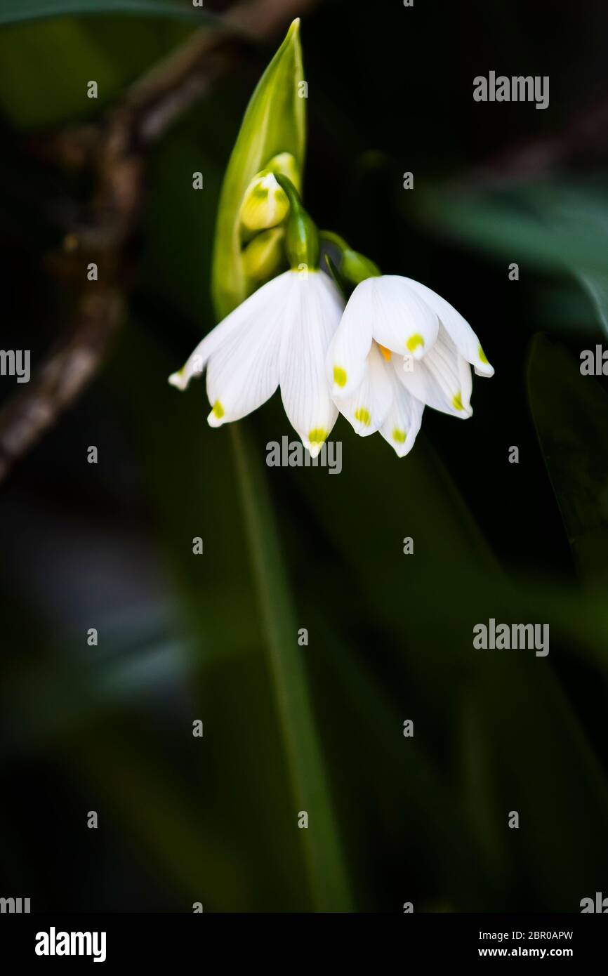 Green march hi-res stock photography and images - Alamy