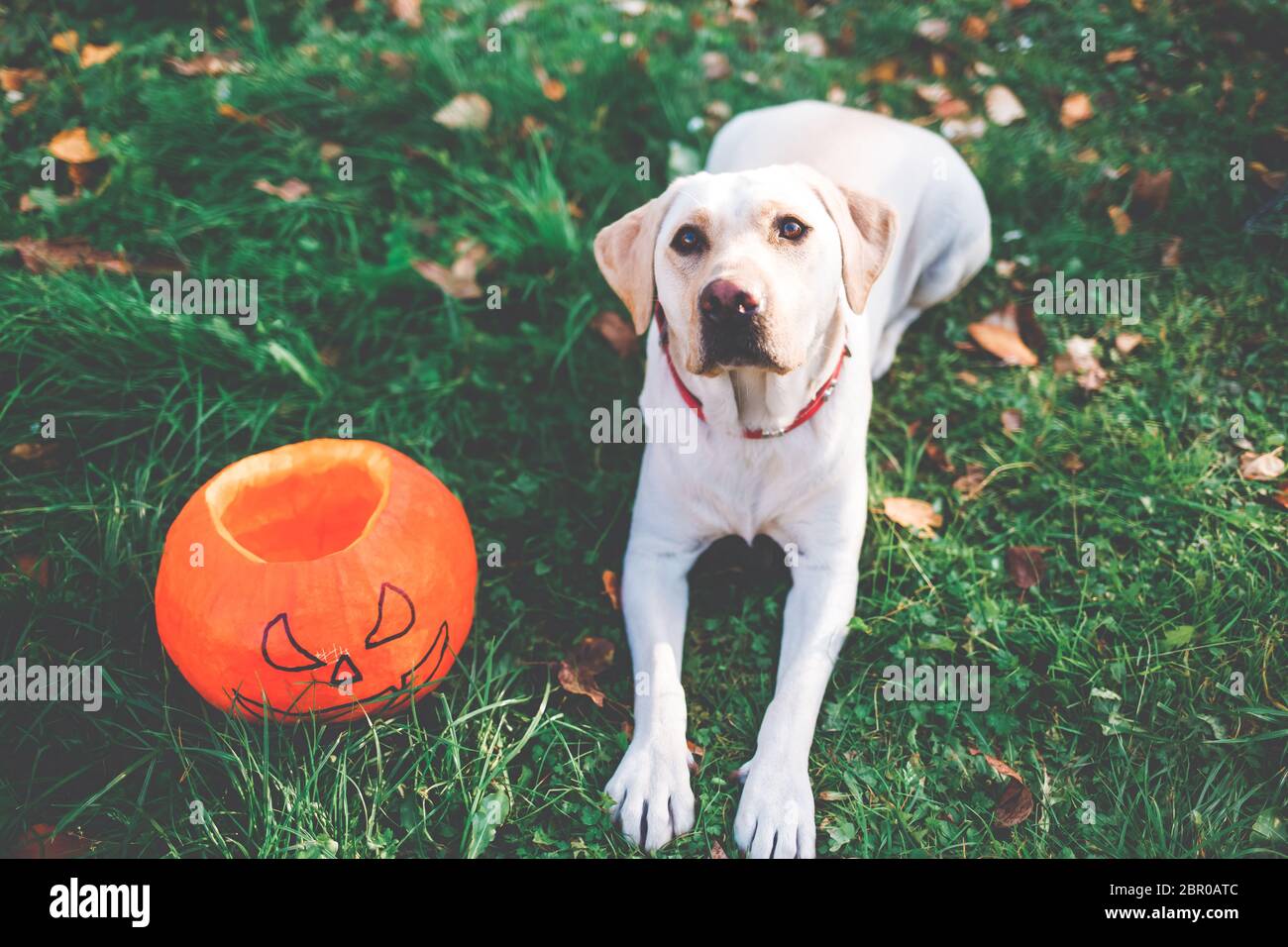 Beautiful yellow labrador lying down on the green grass outdoor with ...
