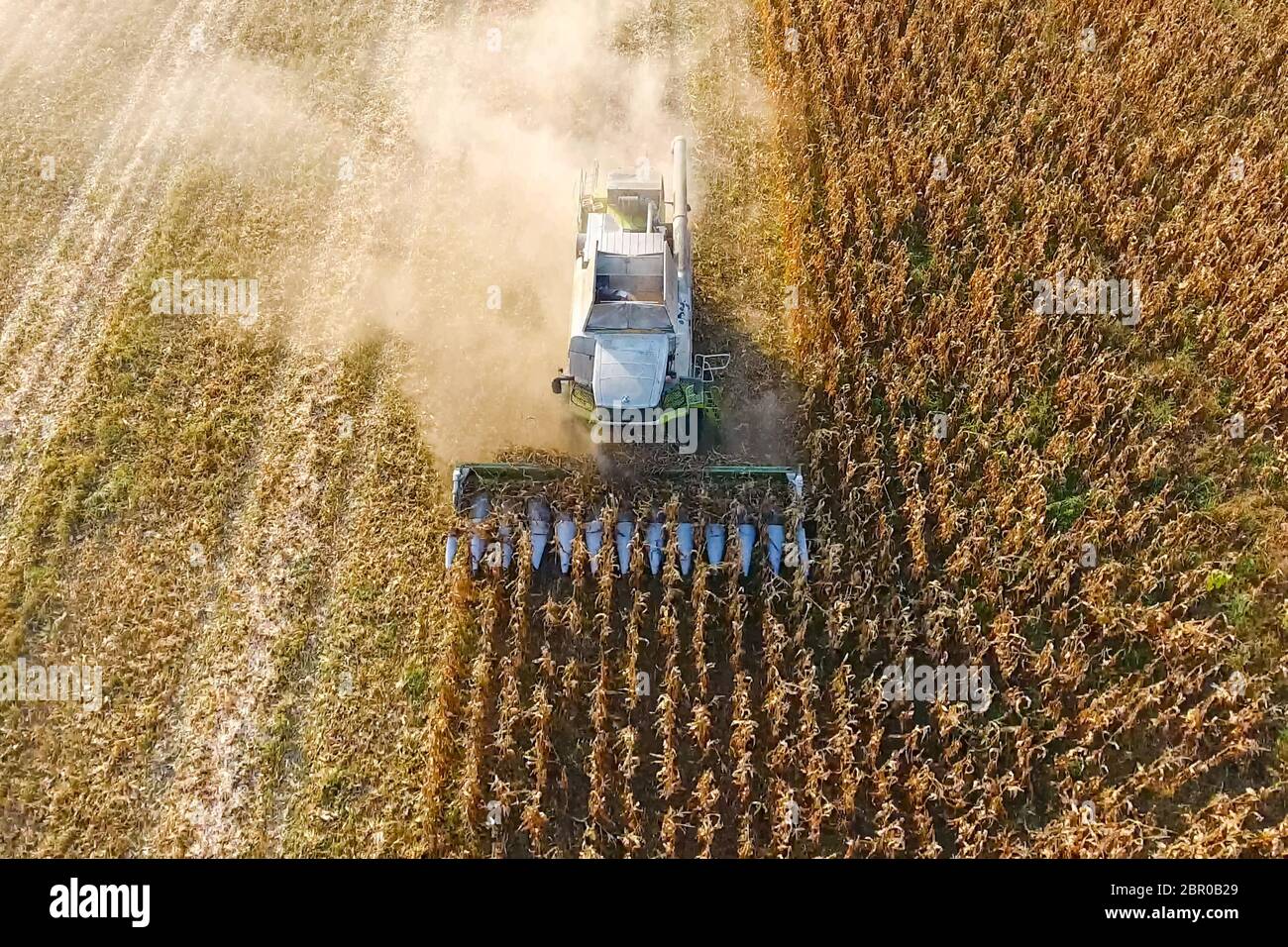 Harvester harvests corn. Collect corn cobs with the help of a combine ...