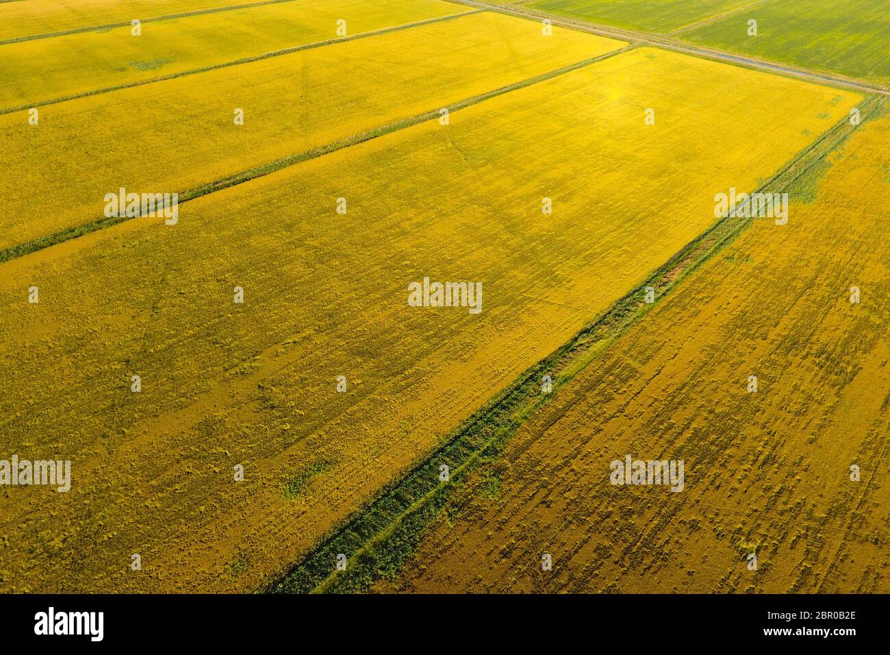 Growing rice on flooded fields. Ripe rice in the field, the beginning ...