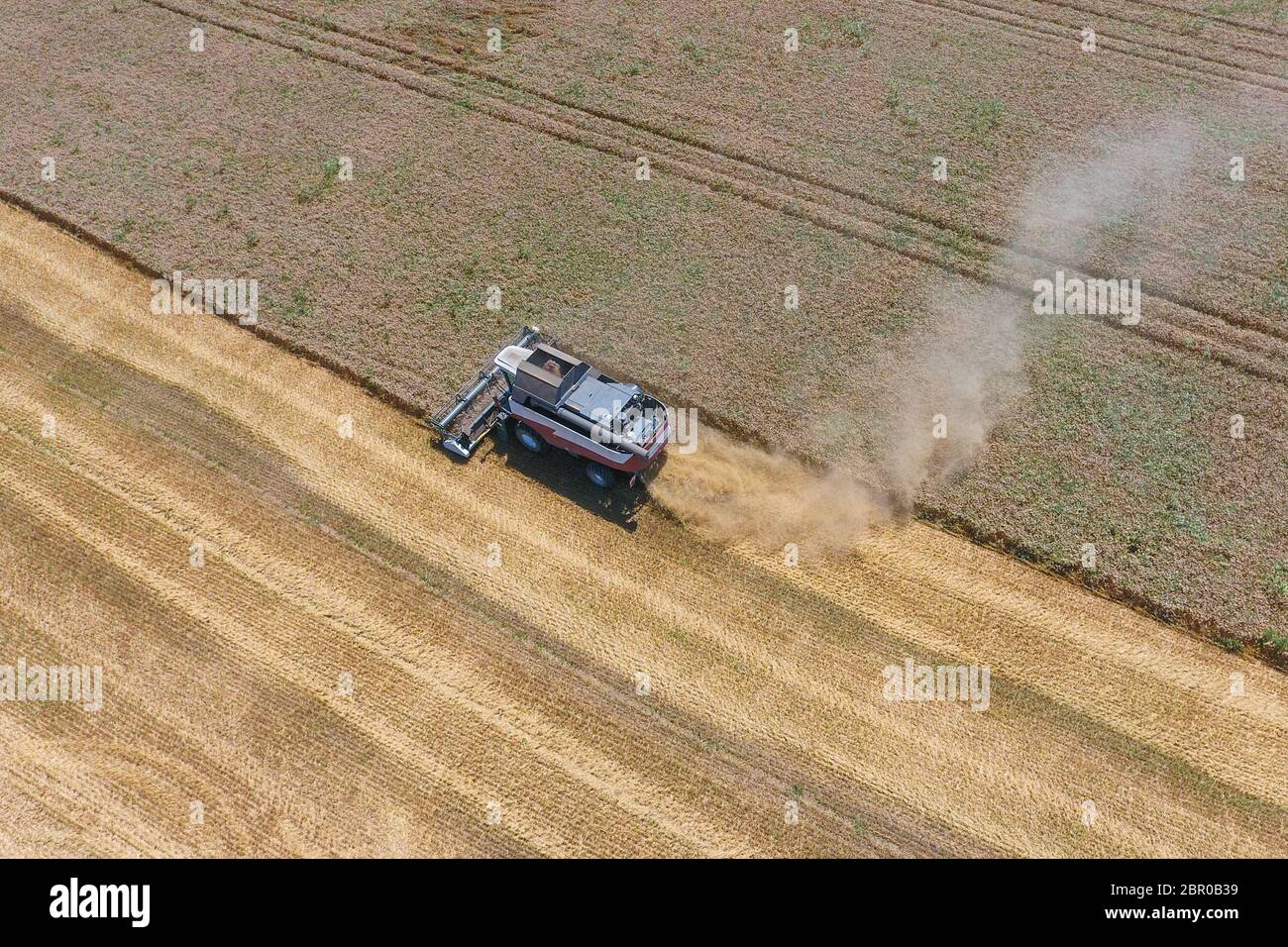 Harvesting wheat harvester. Agricultural machinery in operation Stock ...