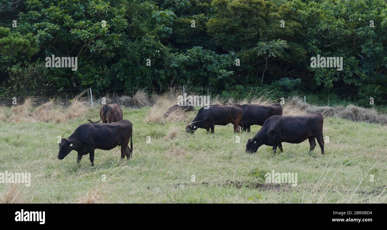 Cow farm in ishigaki island Stock Photo - Alamy
