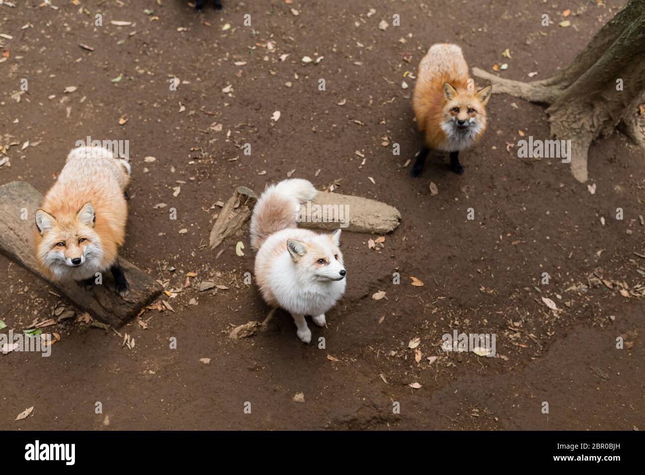 Cute Fox looking up Stock Photo - Alamy