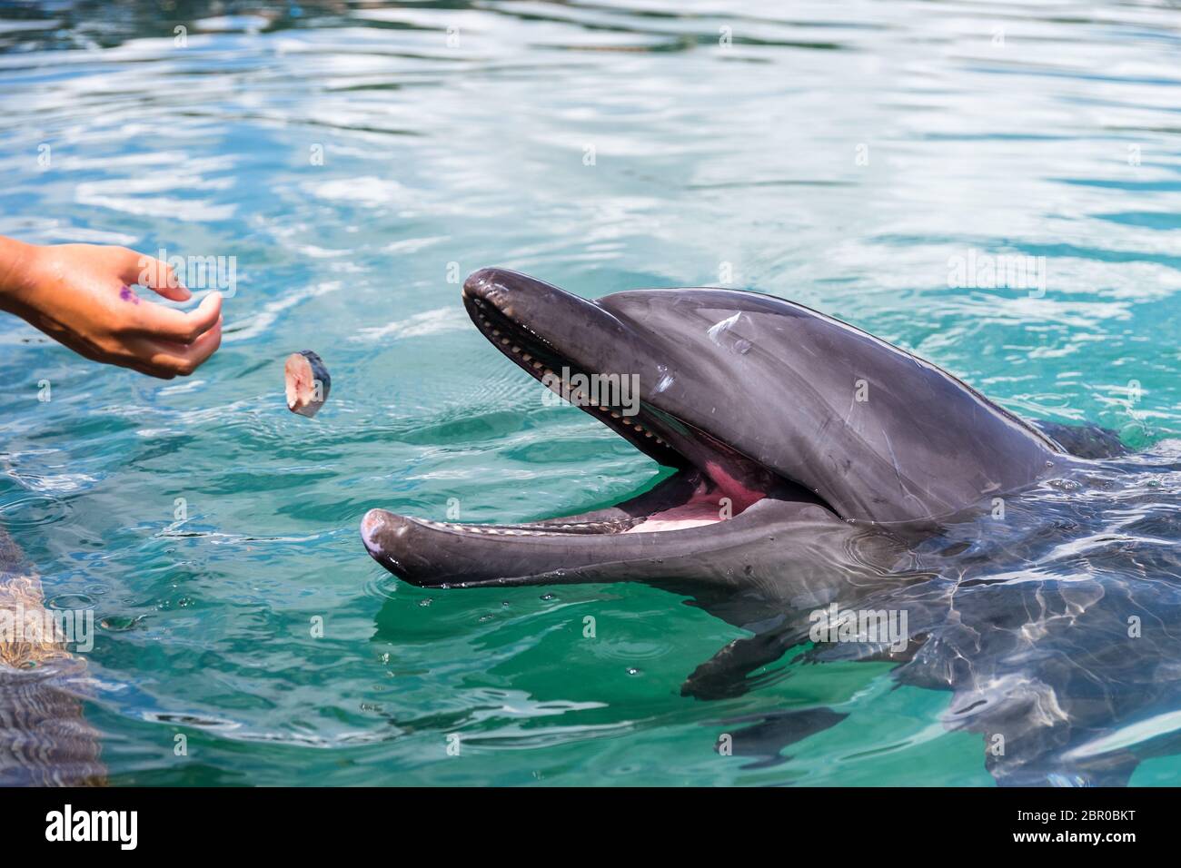 Florida river dolphin hi-res stock photography and images - Alamy