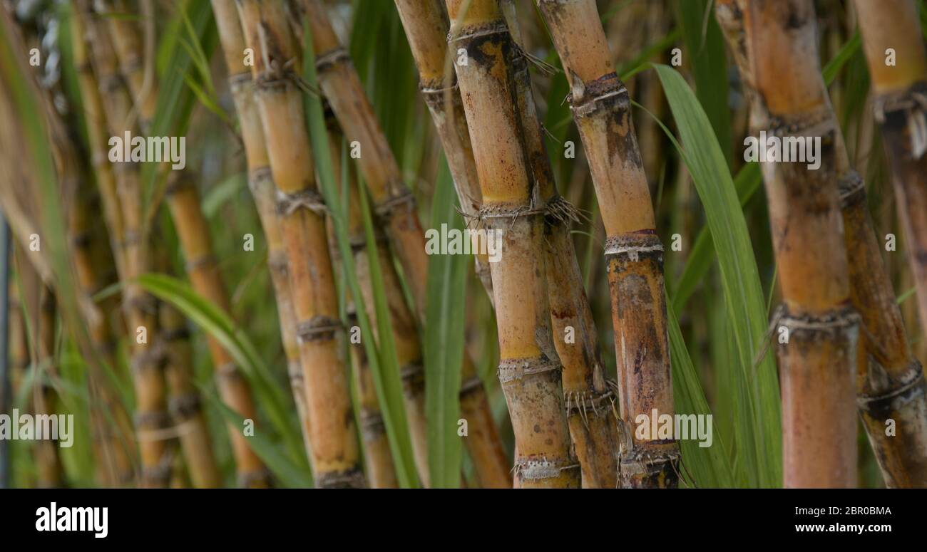 Plantation young sugar cane hi-res stock photography and images - Alamy