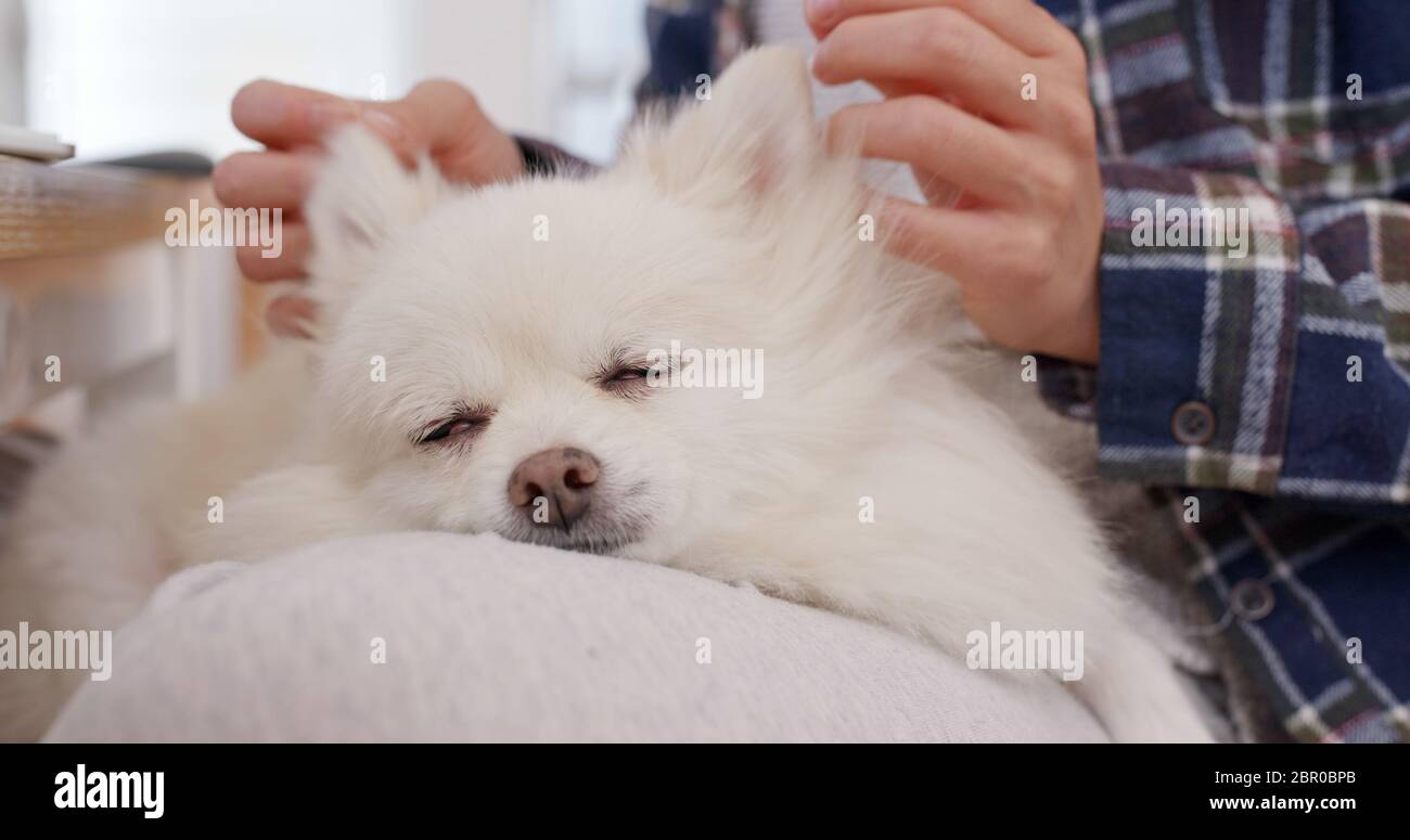 Pomeranian dog sleep on woman legs Stock Photo - Alamy