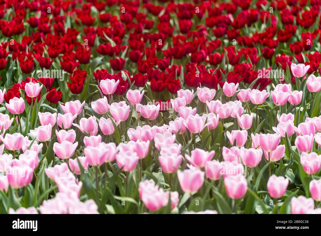 Tulip fields farm house tulip hi-res stock photography and images - Alamy