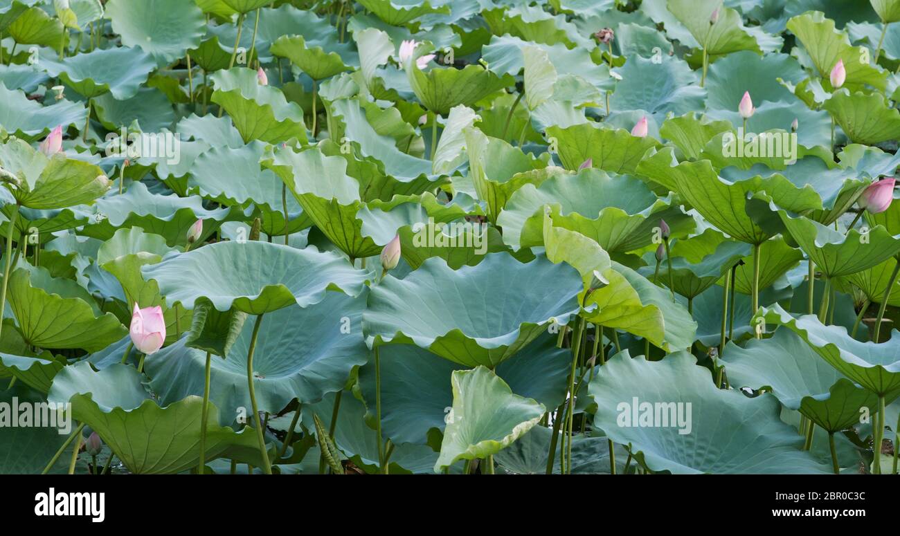 Lotus flower pond Stock Photo - Alamy