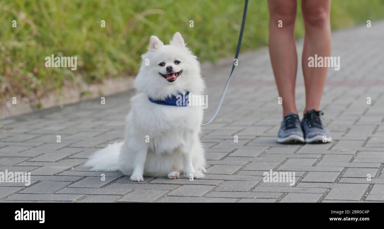 Pomeranian go out pet hi-res stock photography and images - Alamy