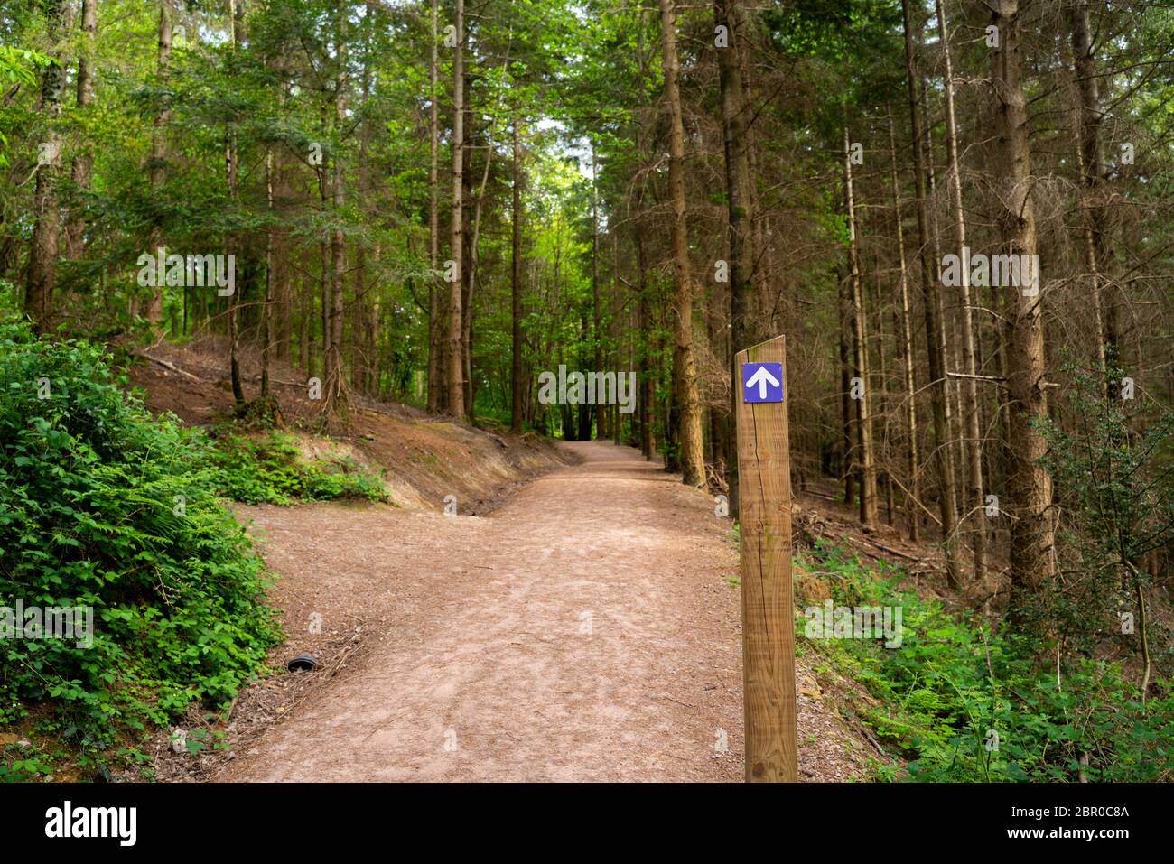 Purple straight road sign on forest countryside pathway Stock Photo - Alamy