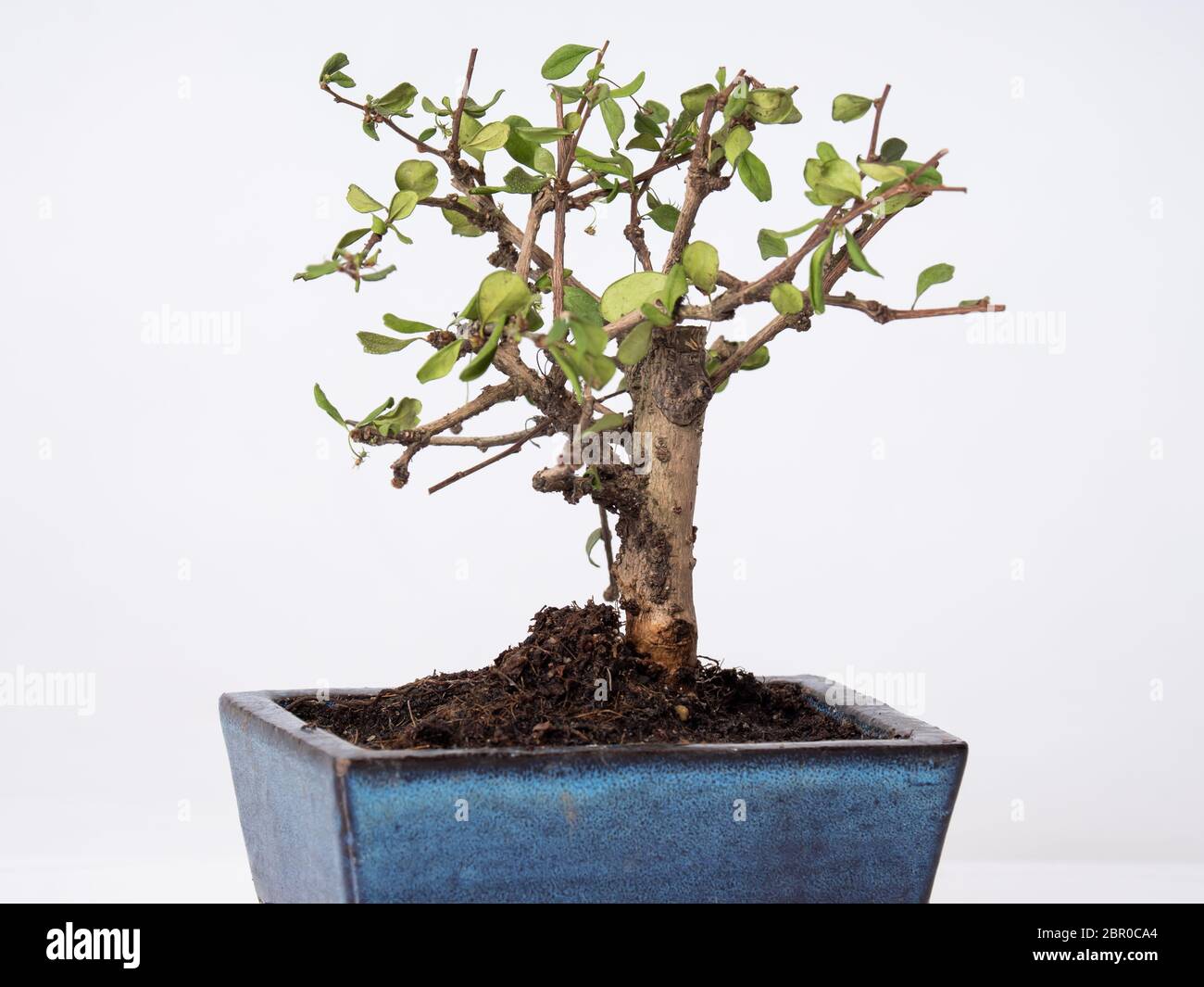 A Bonsai Tree in a Blue Japanese Chinese Pot on a White Background ...