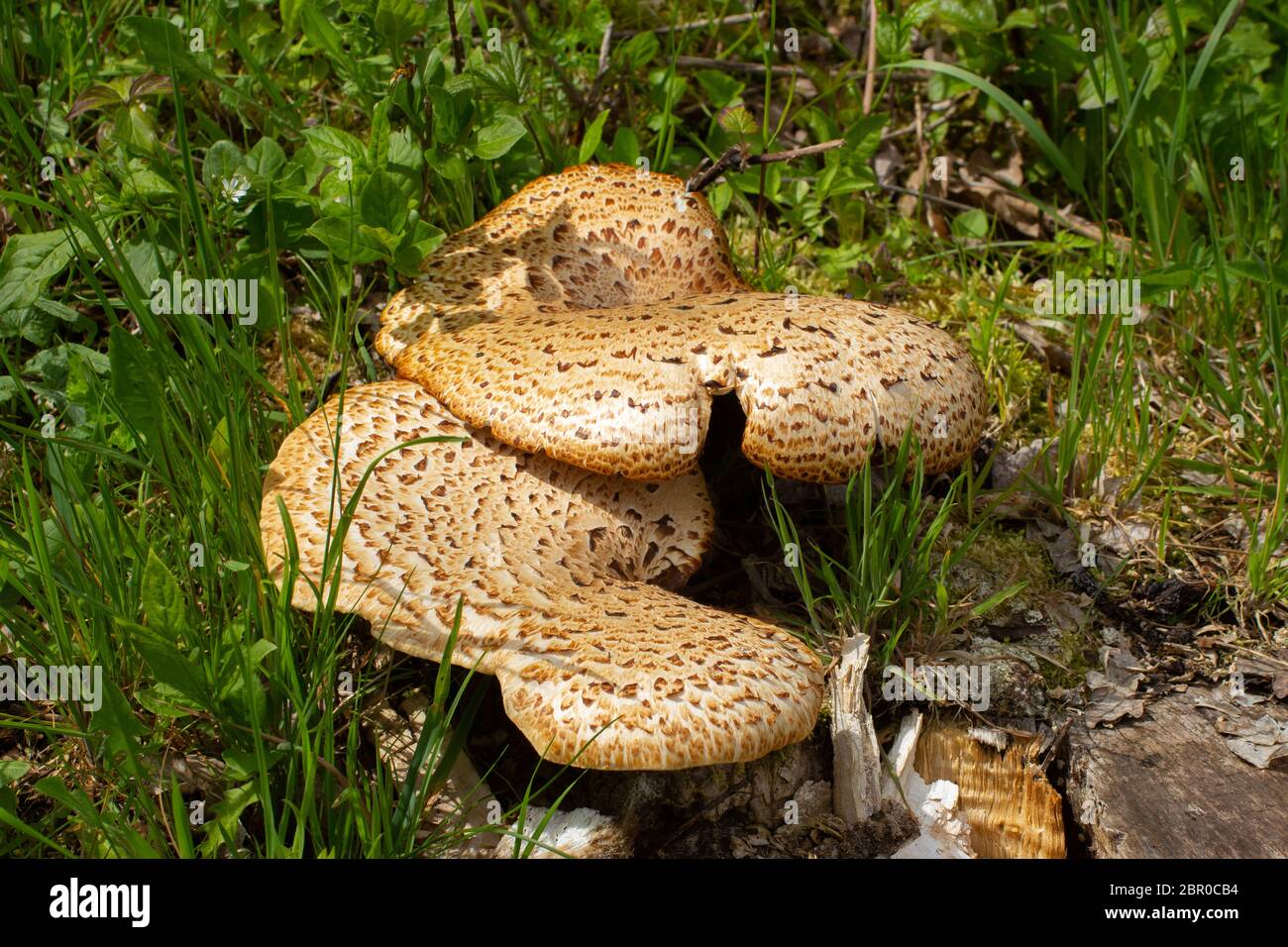 Bracket mushroom hi-res stock photography and images - Alamy