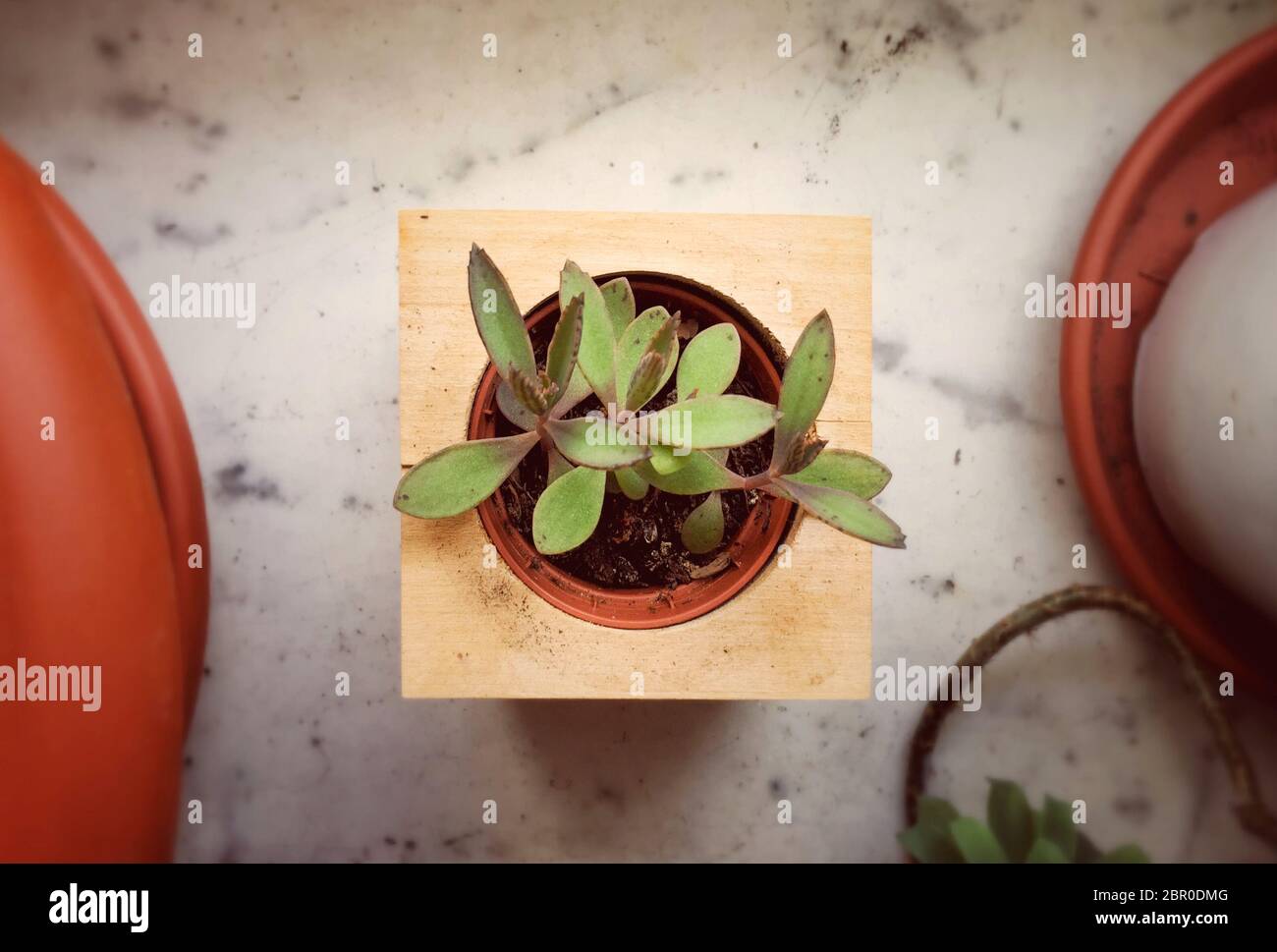 Top view of a small plant planted in a small wooden square vase Stock ...