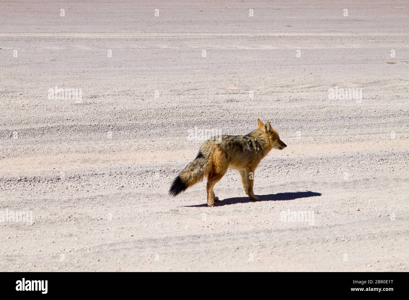 Rabbit wildlife andes andean hi-res stock photography and images - Alamy