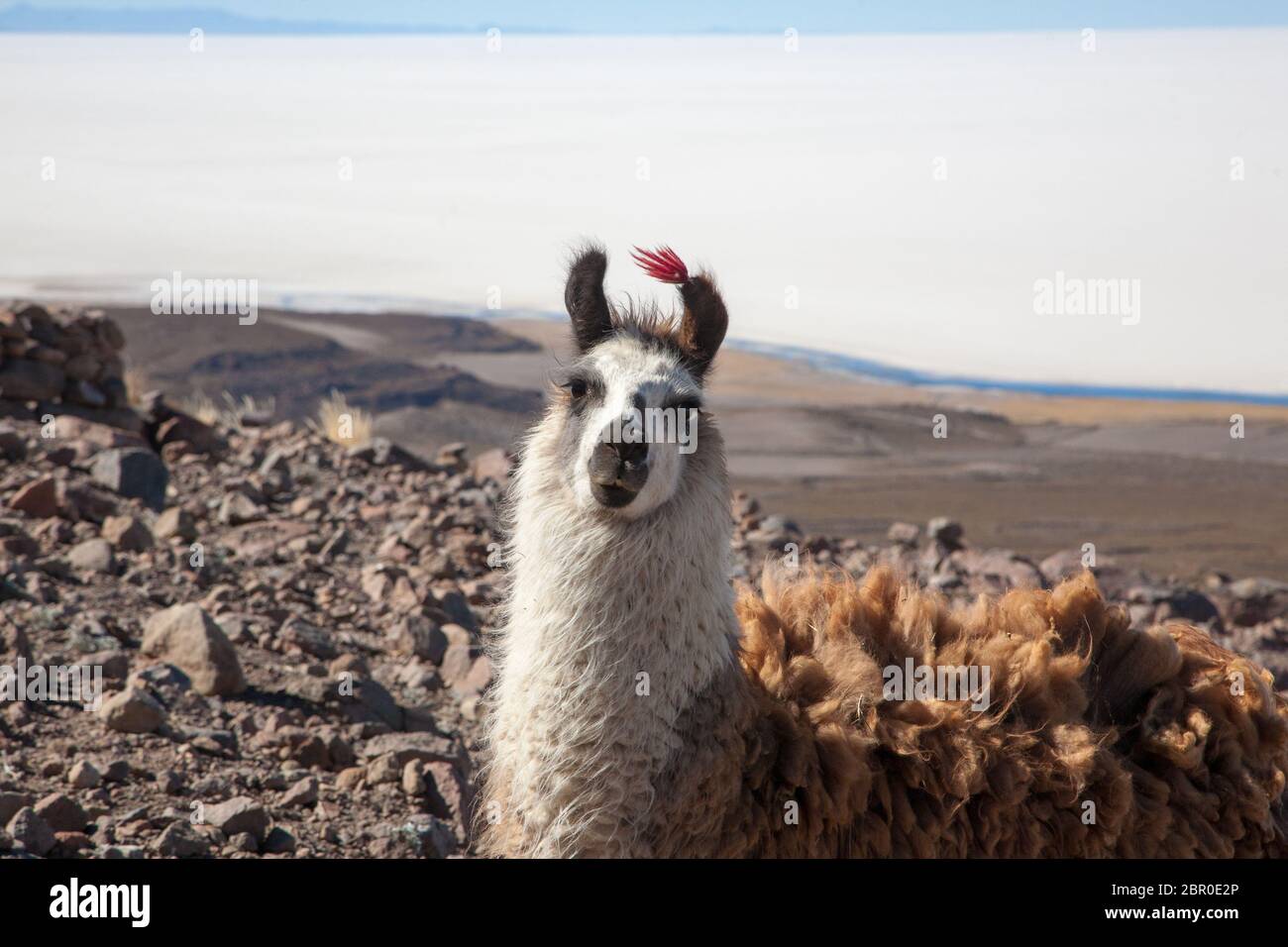 Bolivian llama breeding on Andean plateau,Bolivia Stock Photo - Alamy