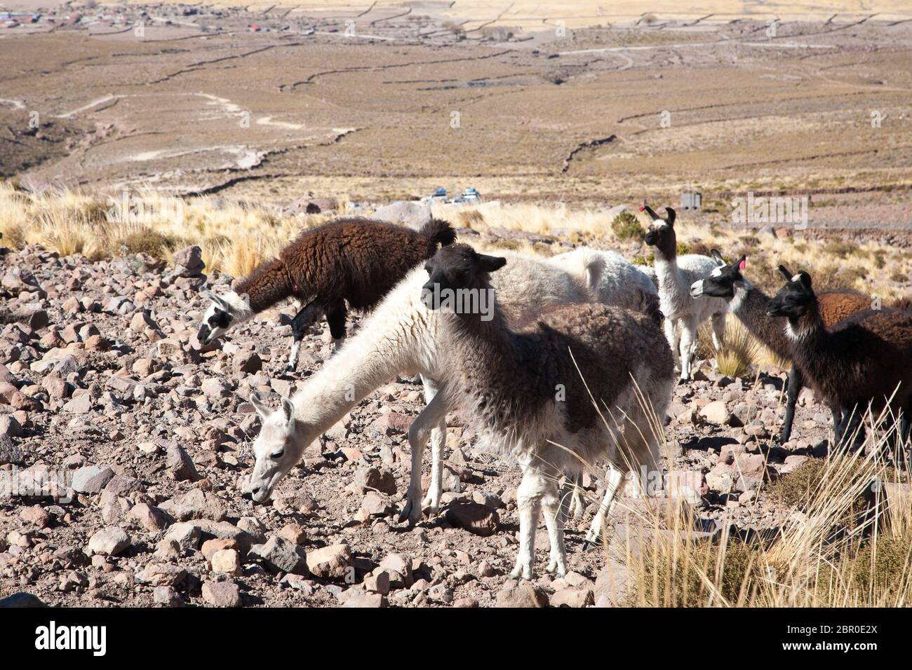 Bolivian llama breeding on Andean plateau,Bolivia Stock Photo - Alamy