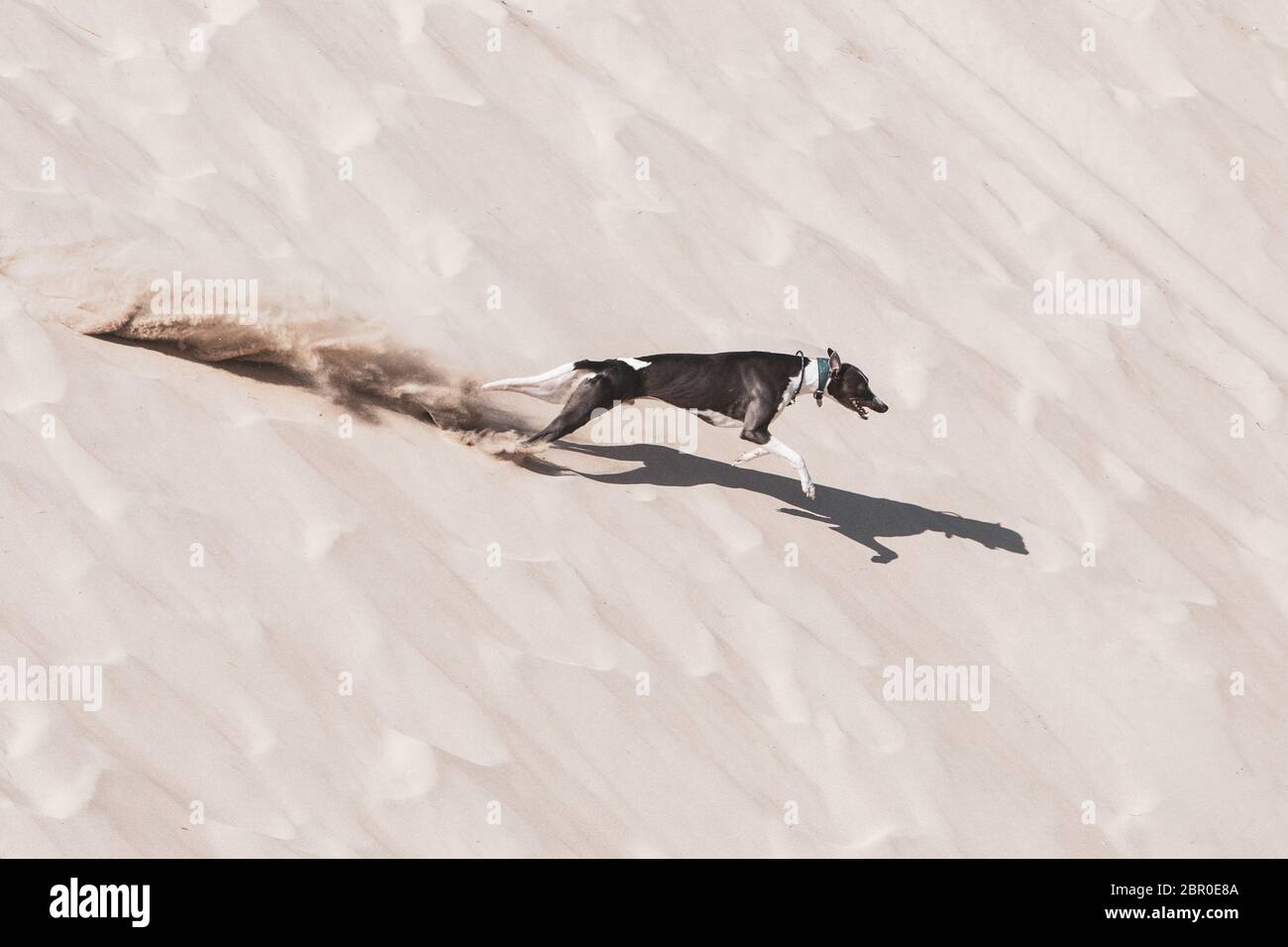 A greyhound dog running on the sand on the beach Stock Photo - Alamy