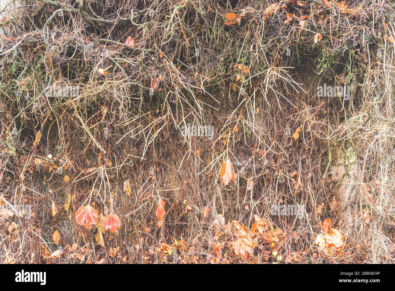 dry roots covered over a concrete wall texture background Stock Photo ...