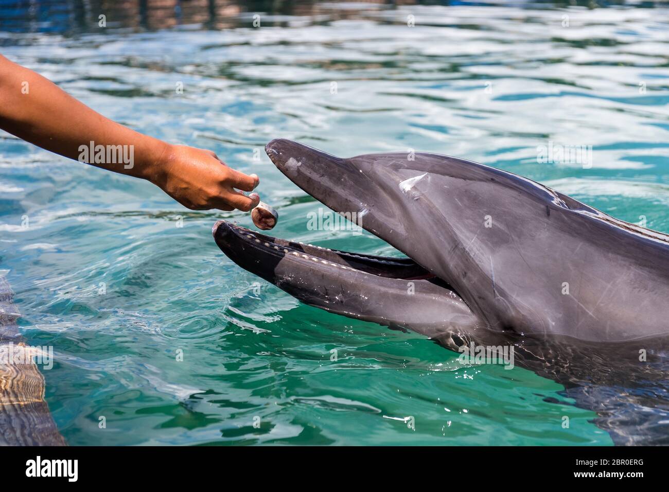 Dolphin feeding aquarium hi-res stock photography and images - Alamy