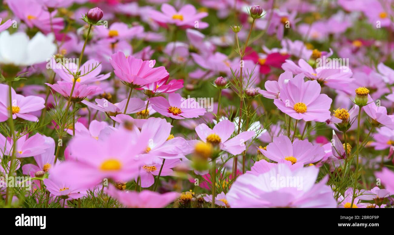 Pink cosmos flower field Stock Photo - Alamy
