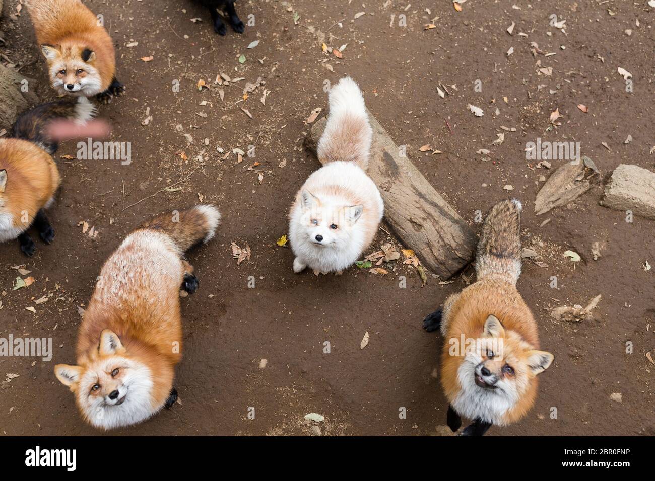 Fox looking up hi-res stock photography and images - Alamy