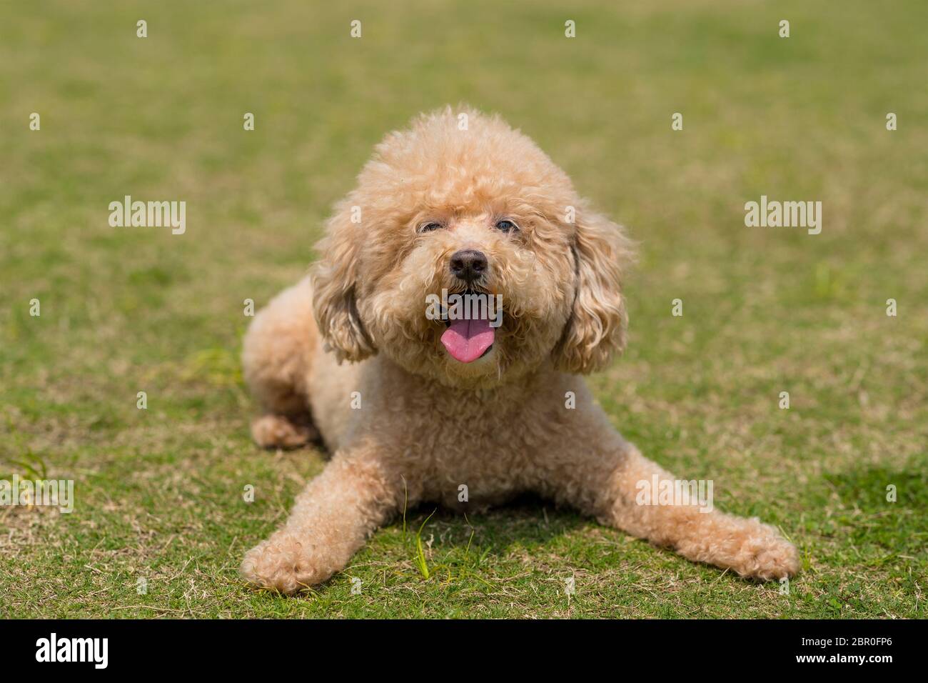 Dog Poodle lying down on the green lawn Stock Photo - Alamy