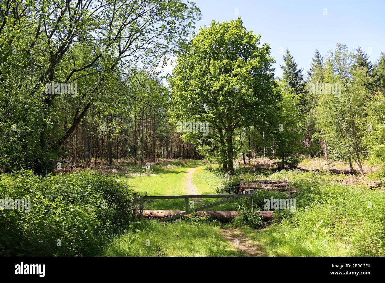 Oaken tree hi-res stock photography and images - Alamy