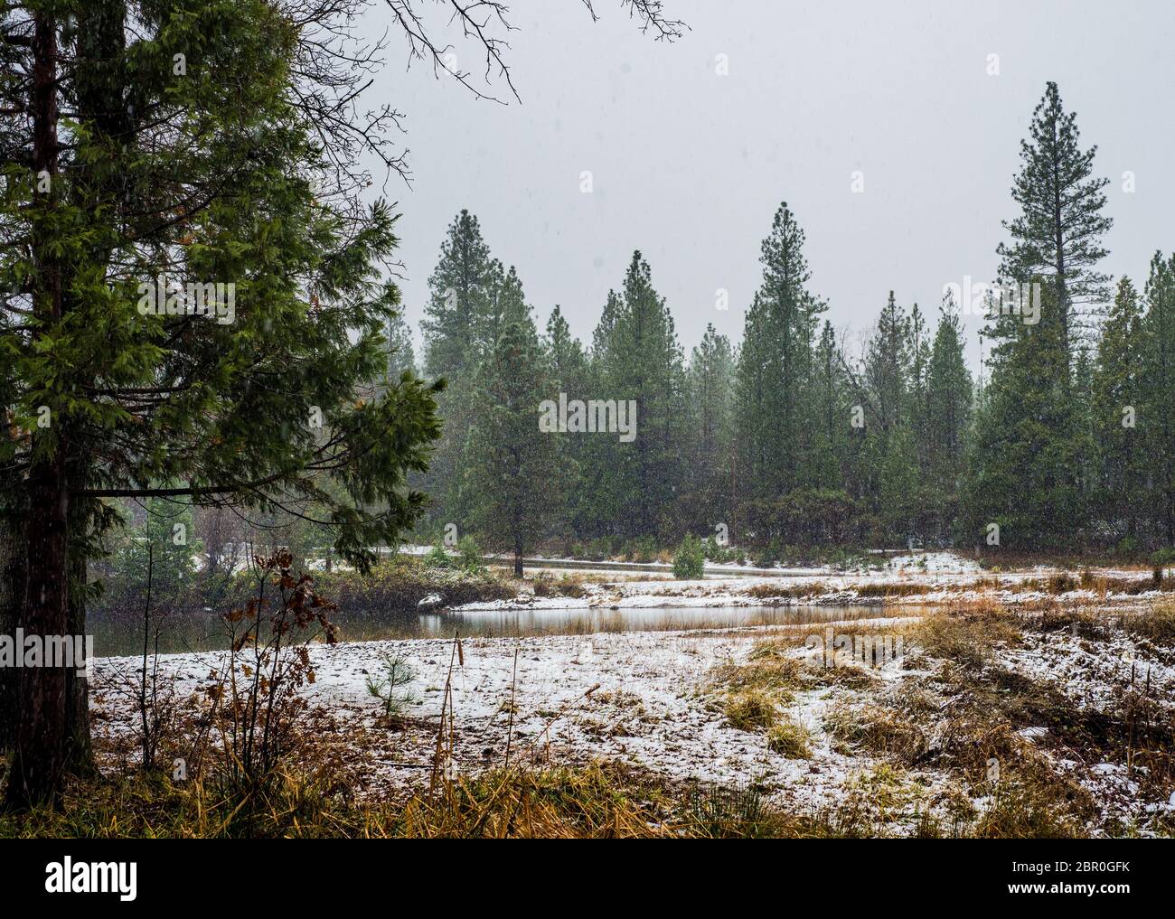 Winter snow falling in the forest near Lassen National Park Stock Photo ...