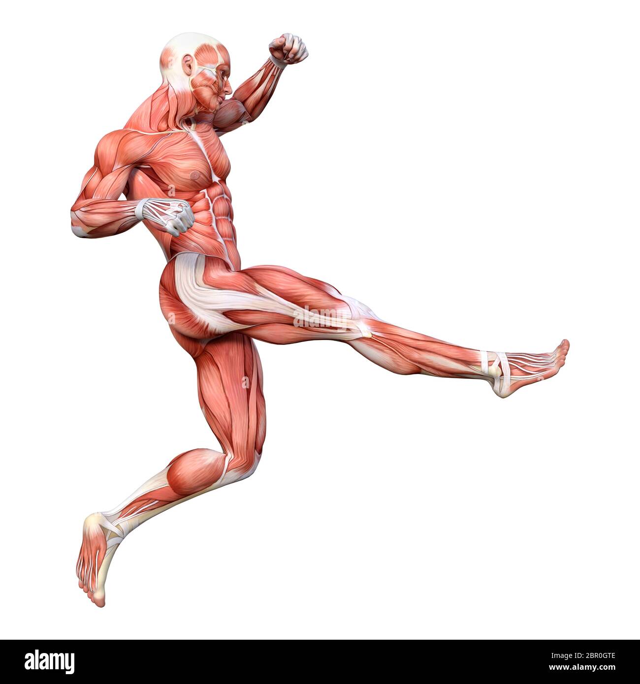 3D rendering of a male figure with muscle maps isolated on white ...