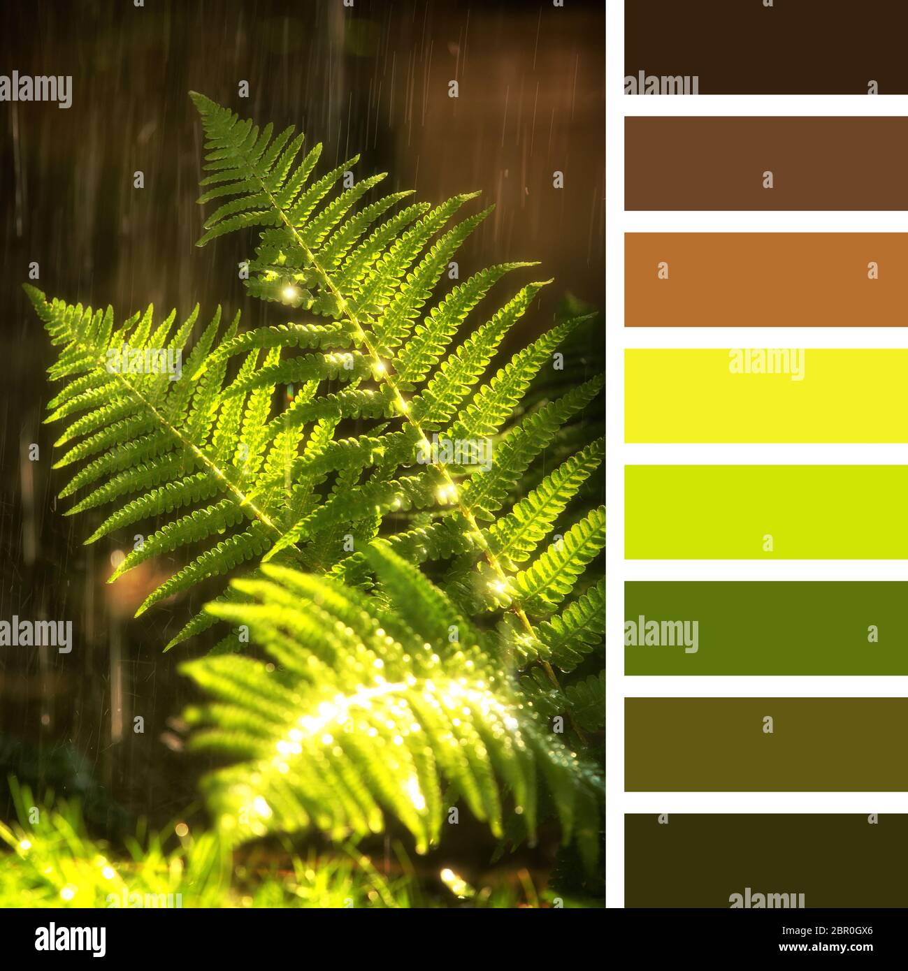 The fronds of a fern in sunlight with summer rain. In a colour palette ...