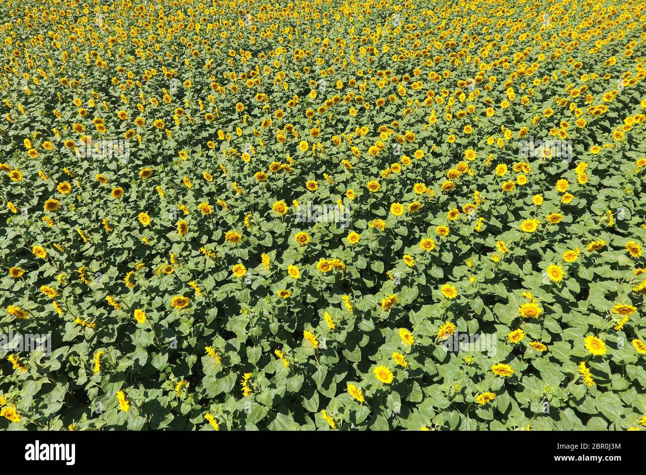 Field of sunflowers. Aerial view of agricultural fields flowering ...