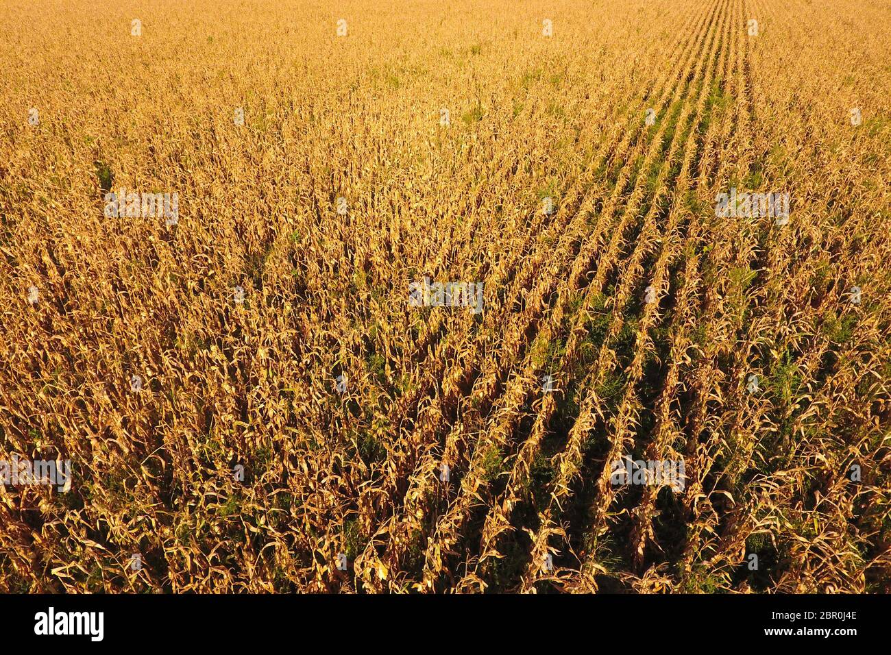 Field with ripe corn. Dry stalks of corn. View of the cornfield from ...