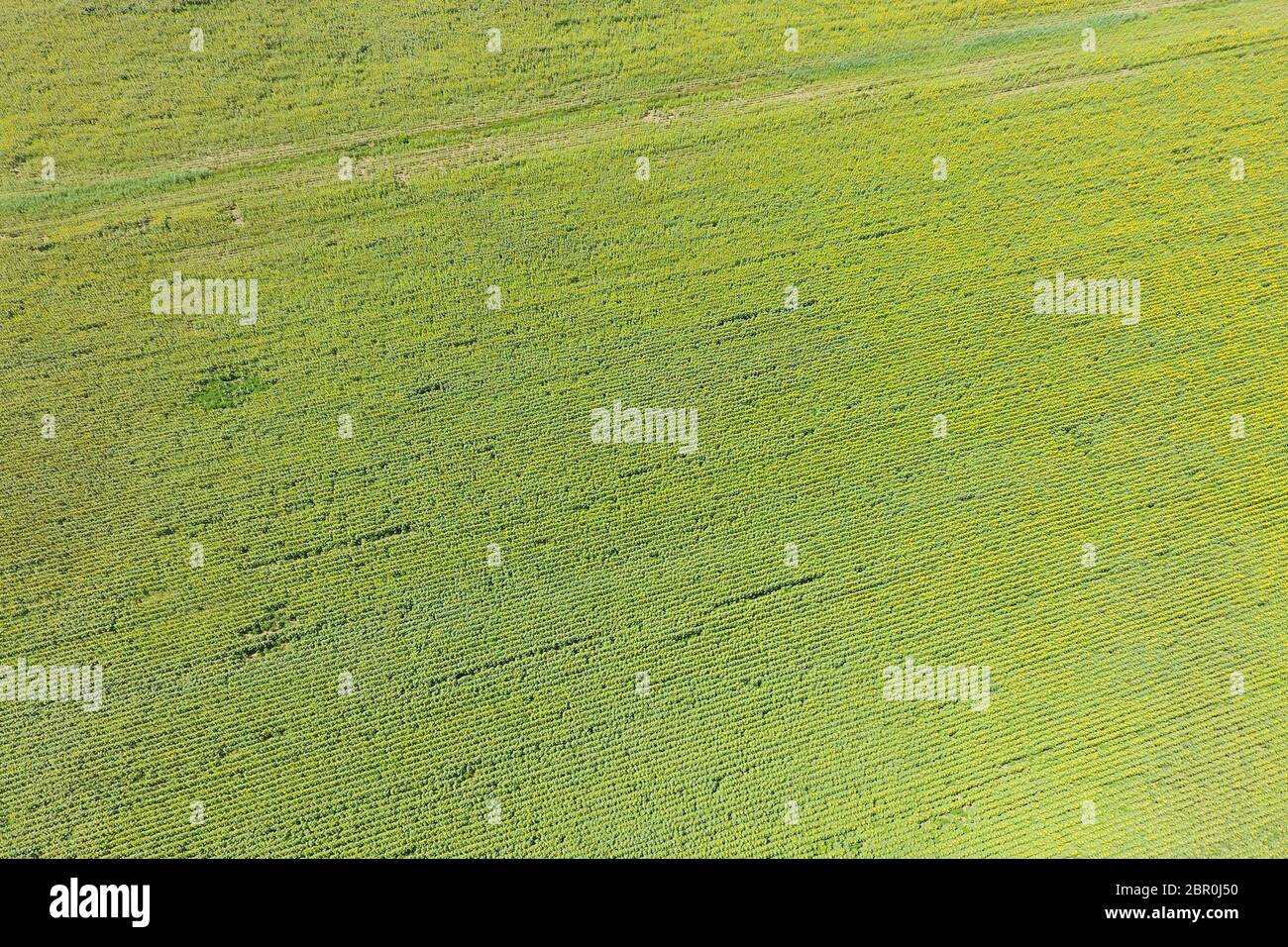 Field of sunflowers. Aerial view of agricultural fields flowering ...
