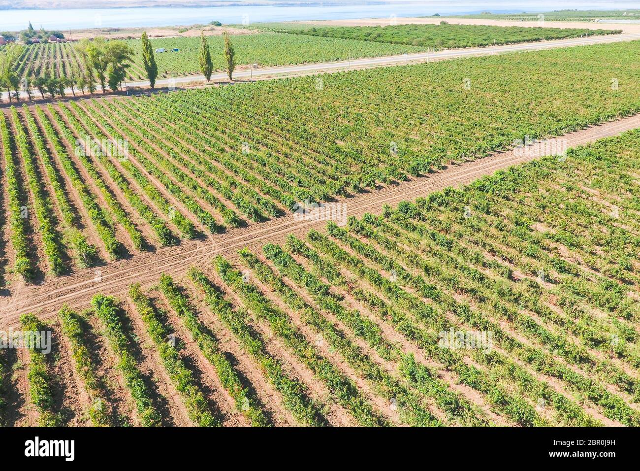 Grape orchards bird's-eye view. Vine rows. Top view on the garden on a ...