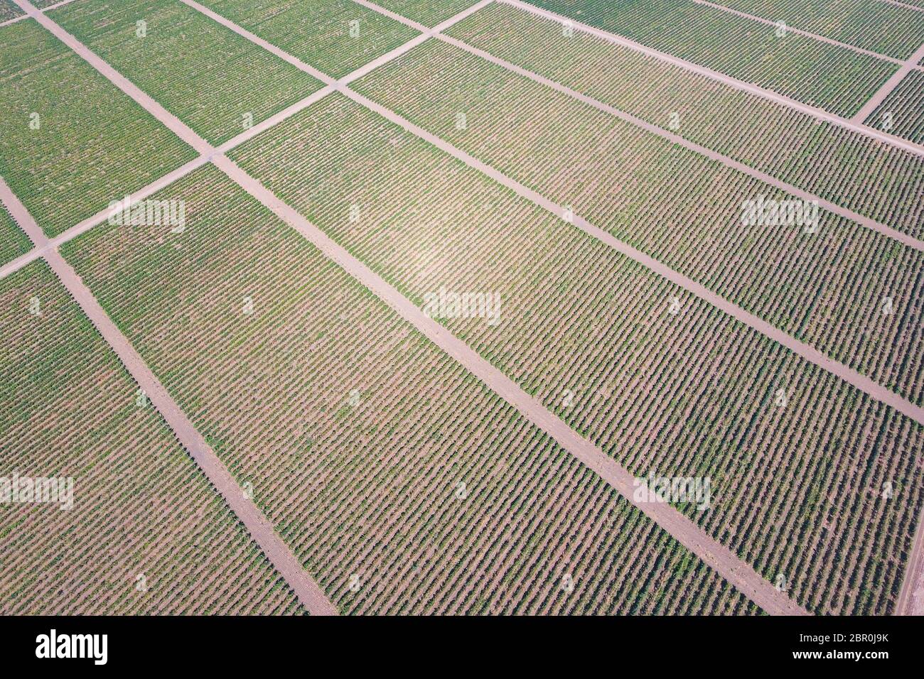 Grape orchards bird's-eye view. Vine rows. Top view of the garden Stock ...