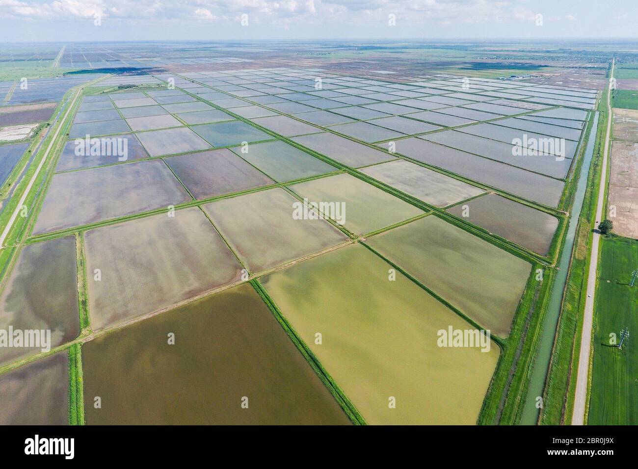 Flooded rice paddies. Agronomic methods of growing rice in the fields ...