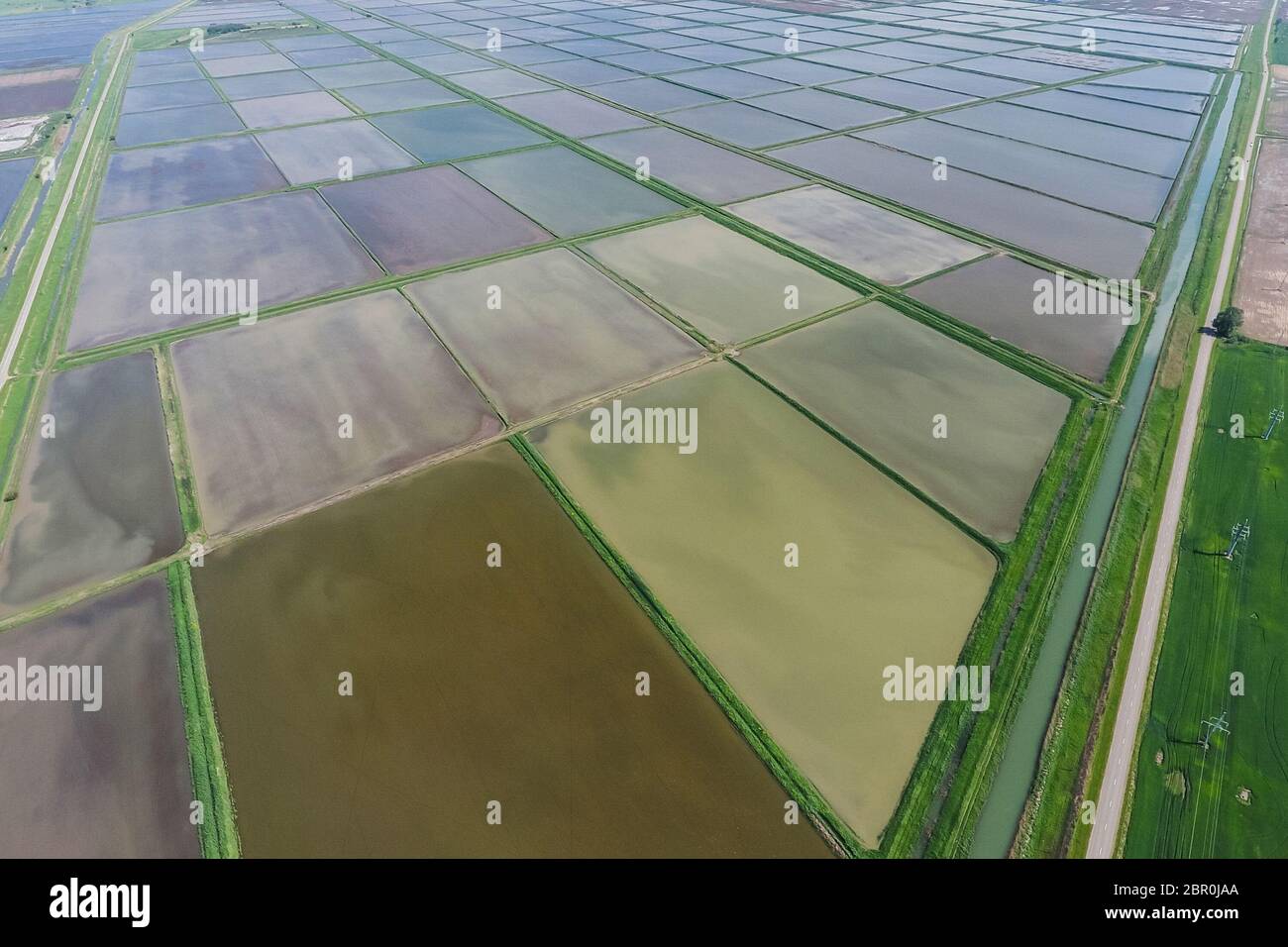 Flooded rice paddies. Agronomic methods of growing rice in the fields ...