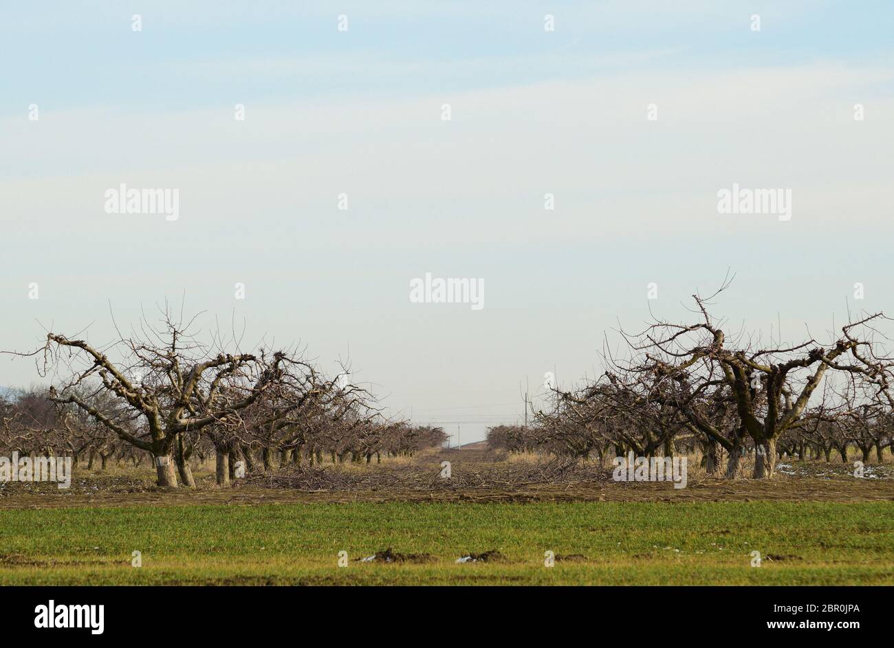 Cropped trees in the apple orchard. Care orchard, pruning trees Stock ...