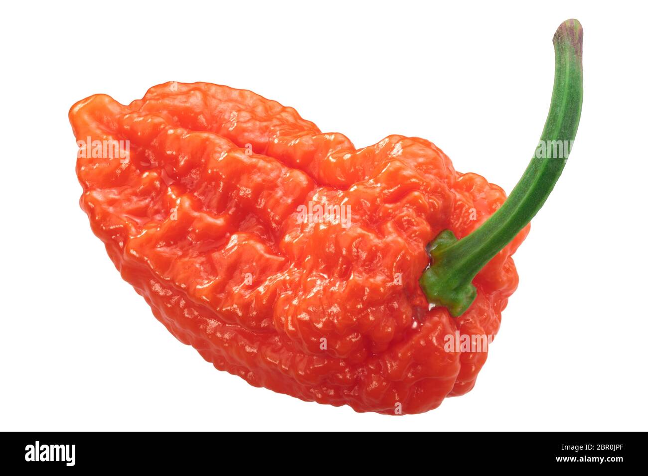 Orange Naga chile pepper (Capsicum chinense x C. frutescens), whole pod ...