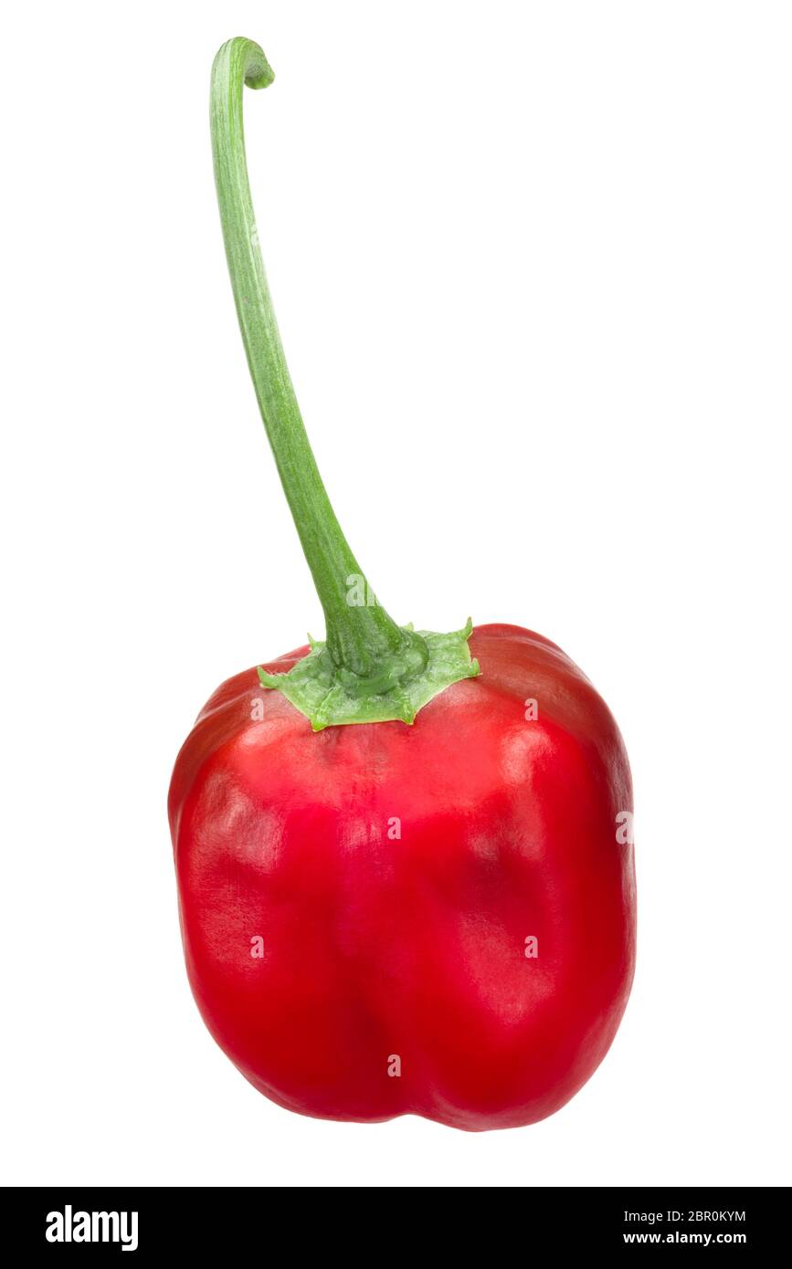 Malawi Piquante chile pepper(Pepperdew when pickled), Capsicum baccatum ...