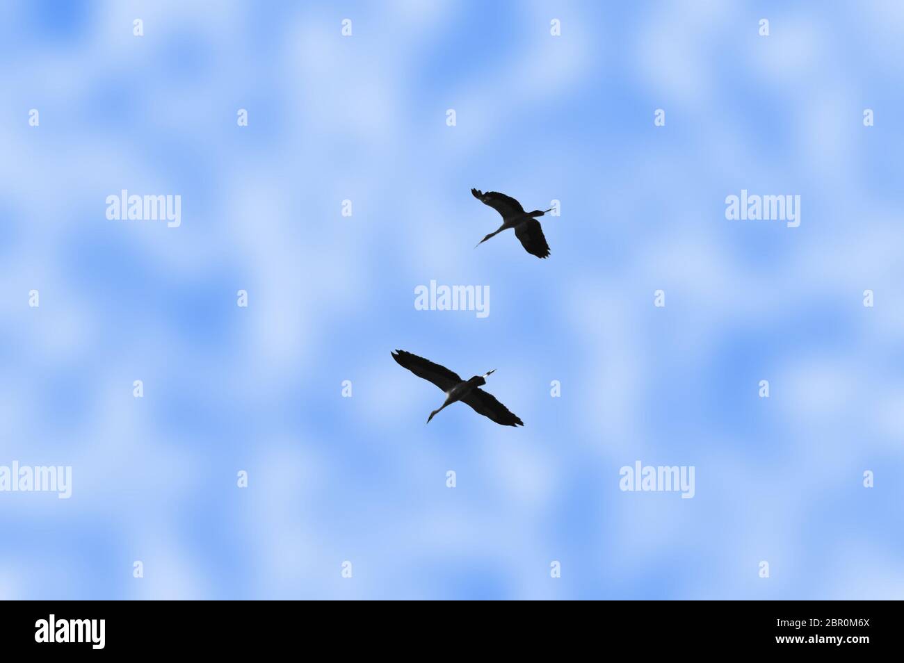 Two birds flying in cloudy blue sky Stock Photo - Alamy