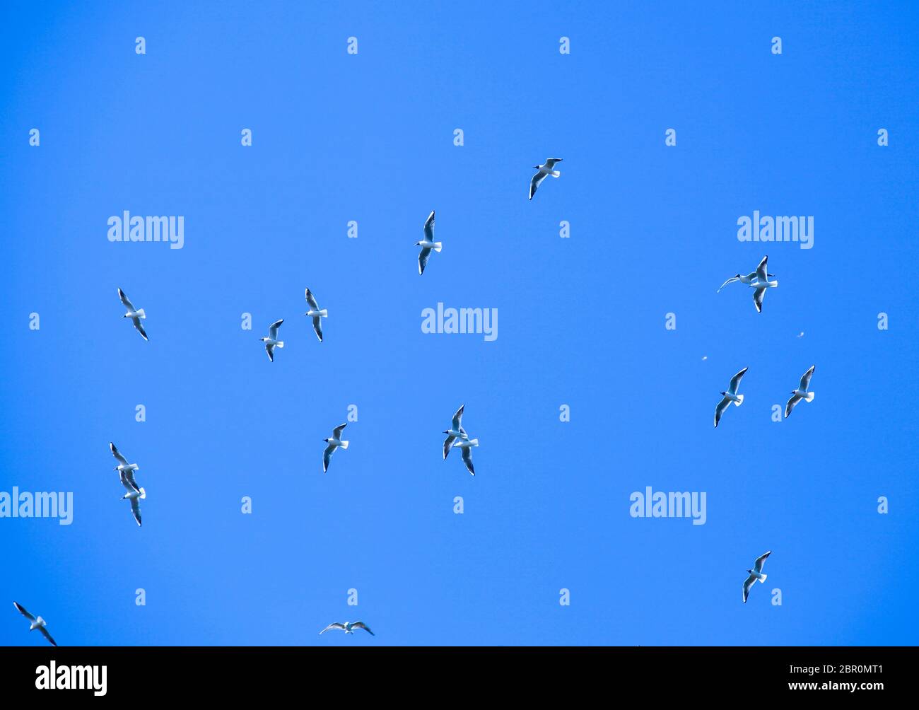 Sandwich Tern Bird Migrate To Warmer Countries Stock Photo - Alamy